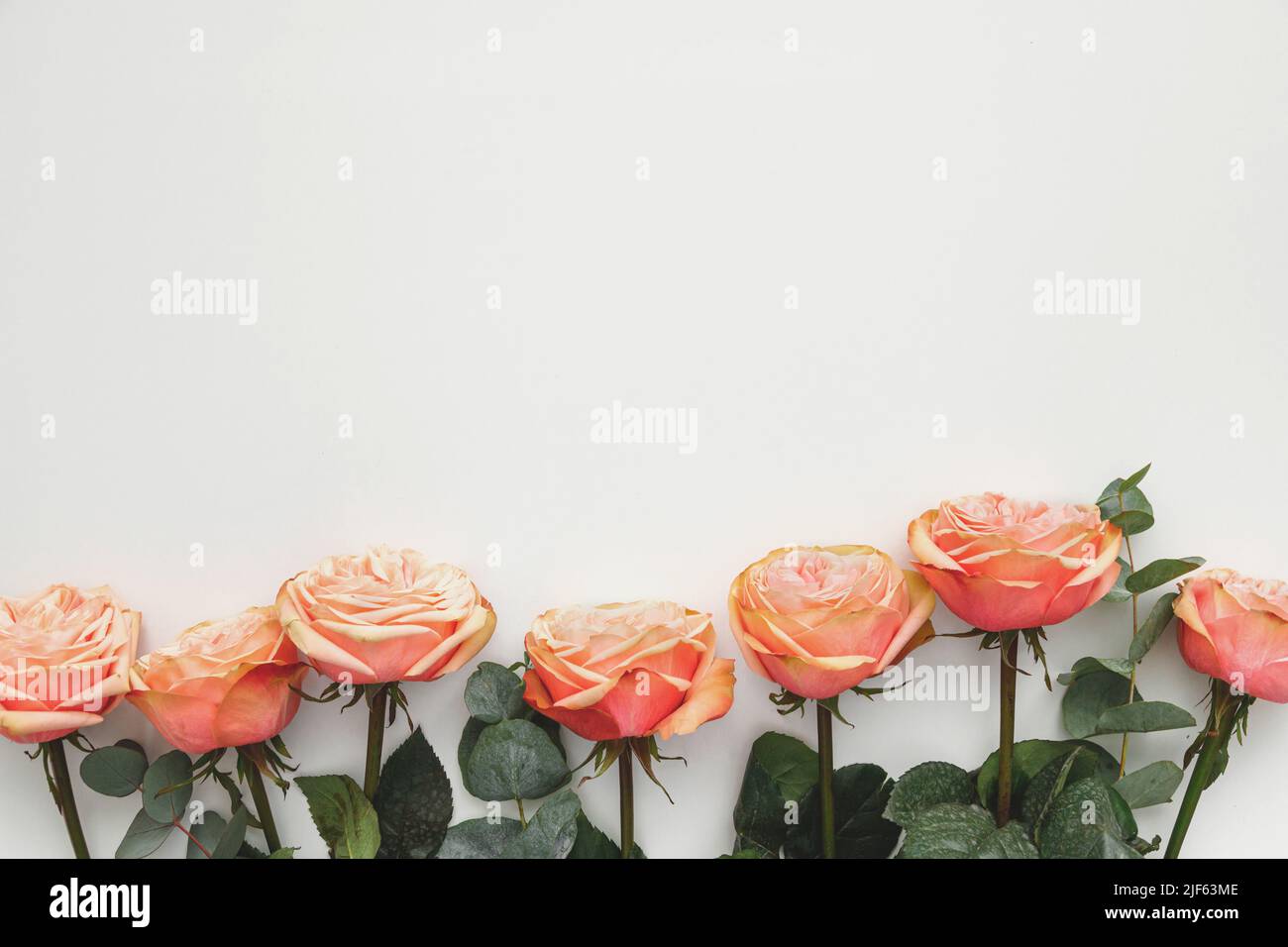 Roses isolated row hi-res stock photography and images - Alamy
