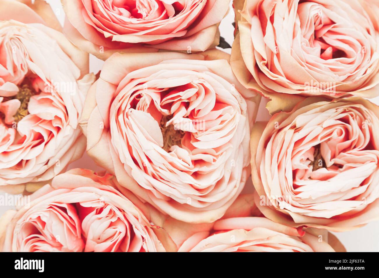 Pink flowers peony roses tightly folded, close-up, top view Stock Photo ...