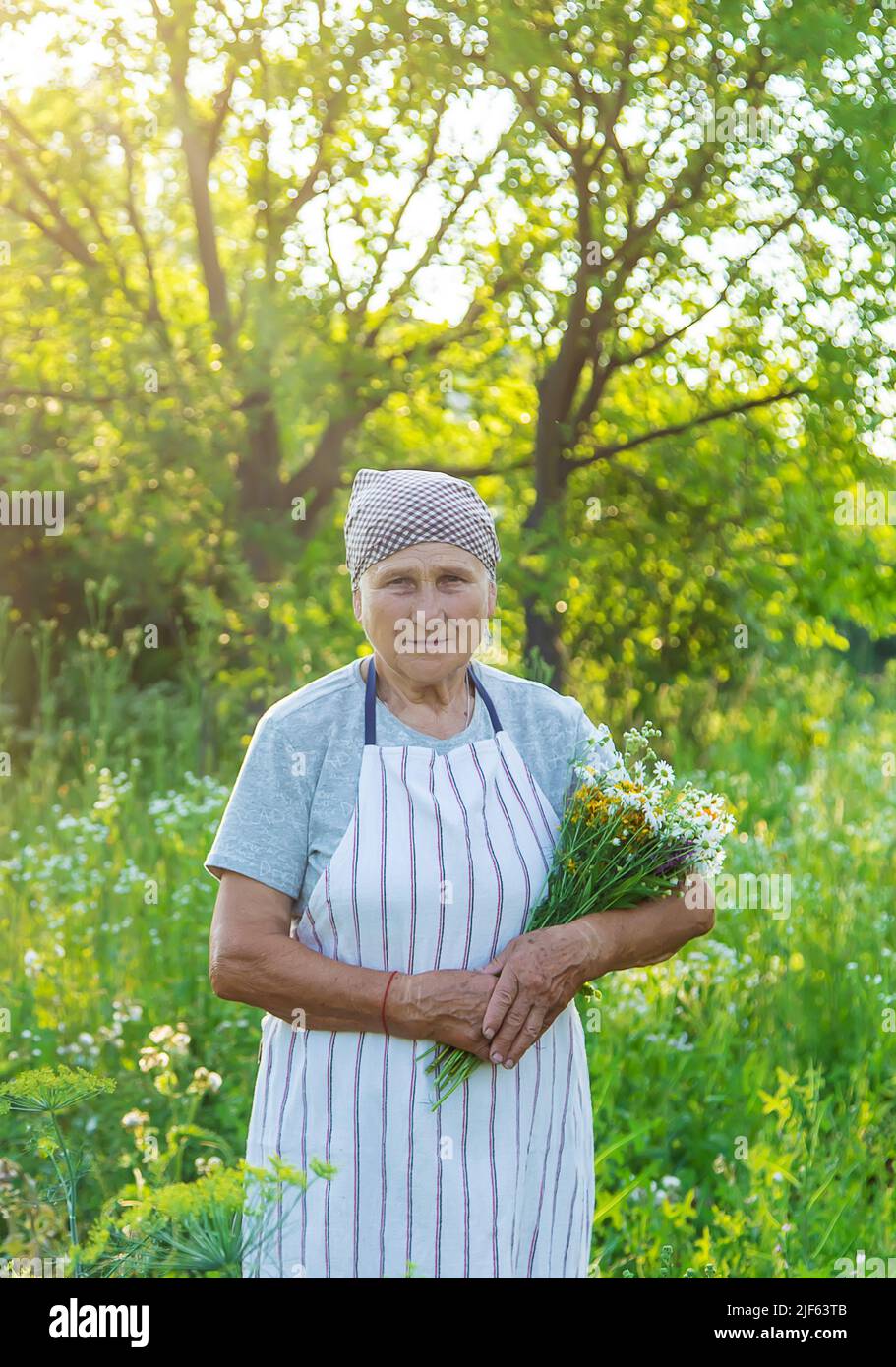 Old woman collects harvest hi-res stock photography and images - Alamy
