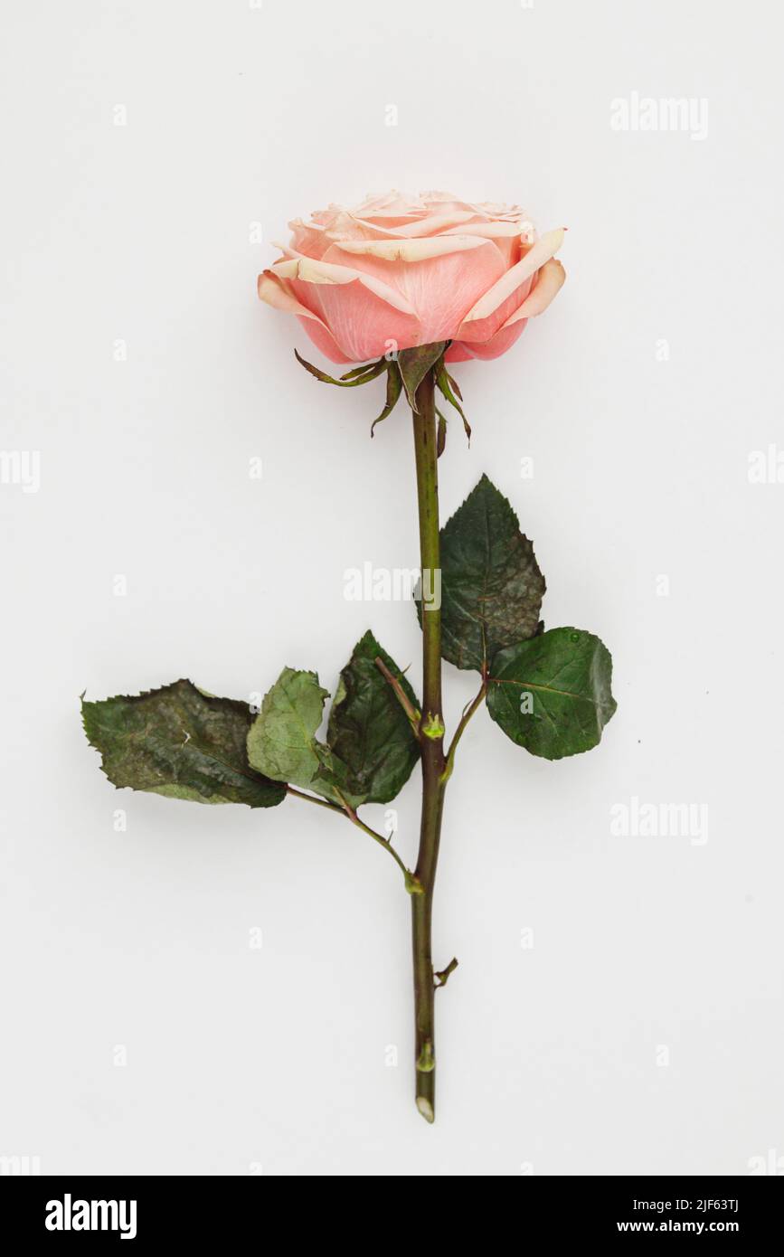 Long stem rose hi-res stock photography and images - Alamy