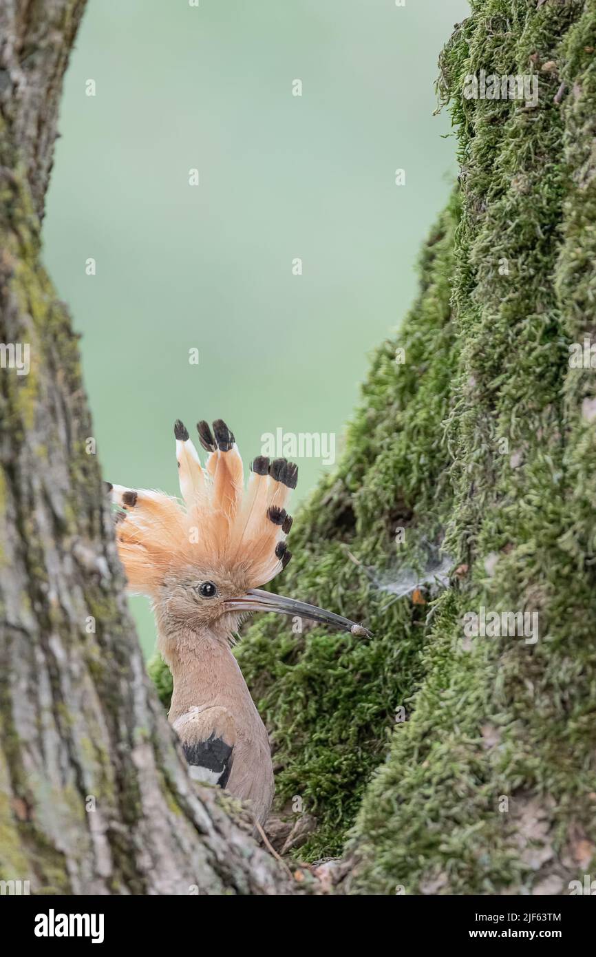 Fine art portrait of Eurasian hoopoe on nest (Upupa epops Stock Photo ...