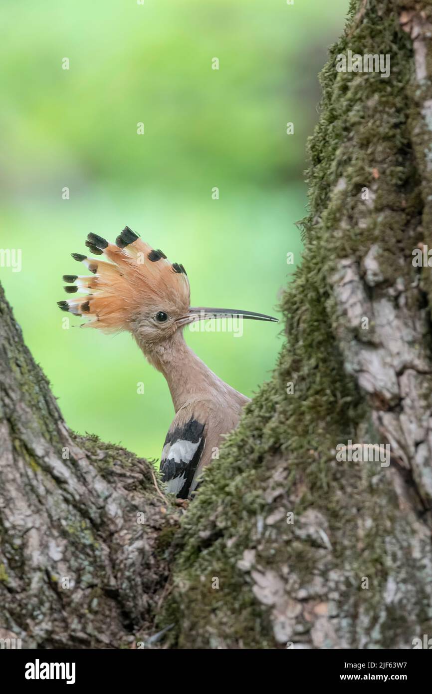 Fine art portrait of Eurasian hoopoe on nest (Upupa epops Stock Photo ...