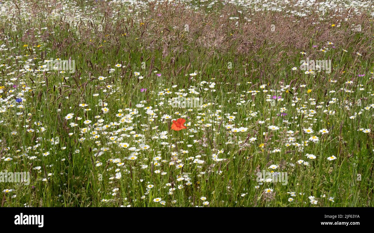 Wild spring flowers field,England Stock Photo - Alamy