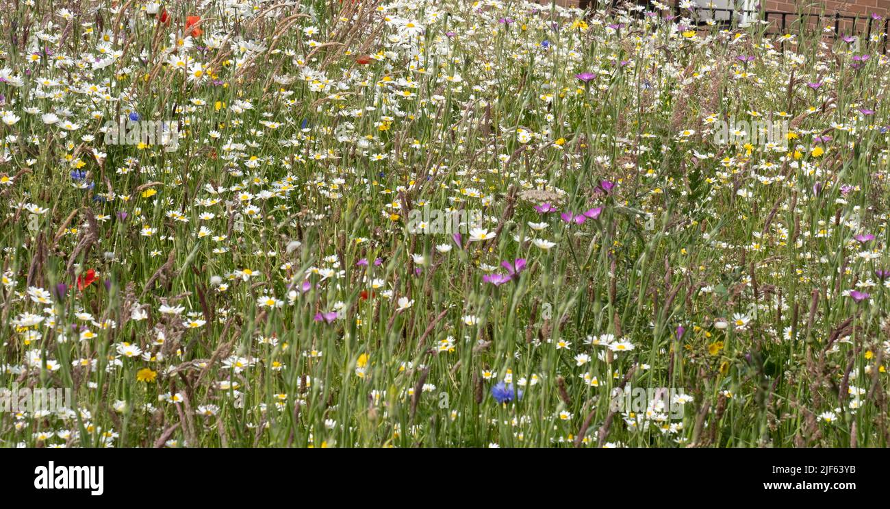 Wild spring flowers field,England Stock Photo - Alamy