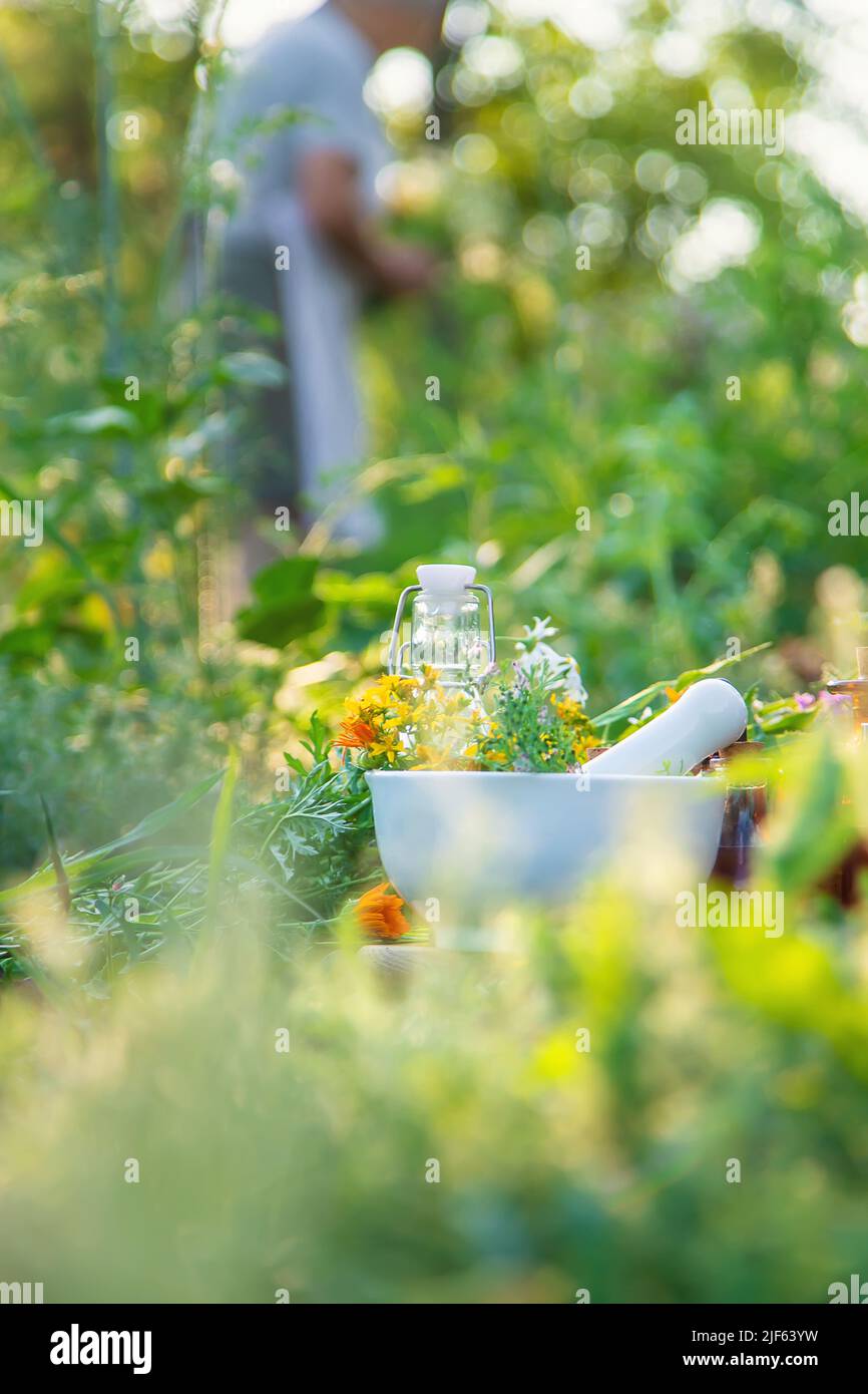 An old woman collects medicinal herbs. Selective focus Stock Photo - Alamy