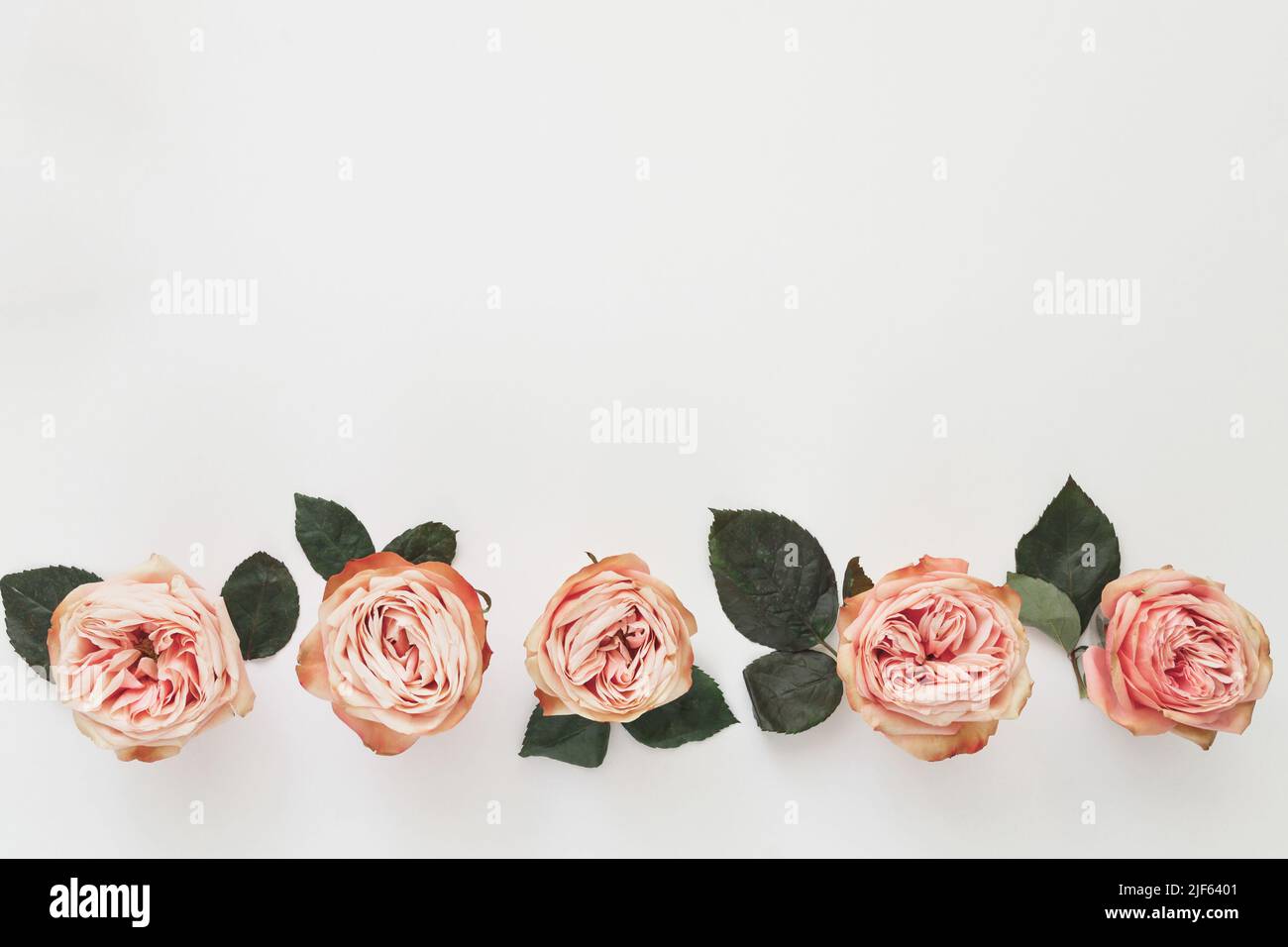 Row of pink roses on white background, top view Stock Photo - Alamy
