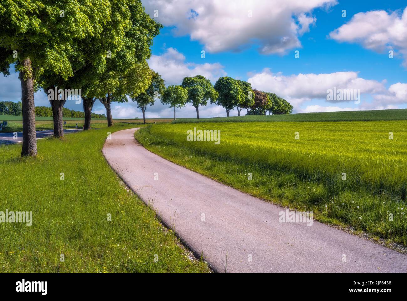 Small country road curve along some trees Stock Photo - Alamy