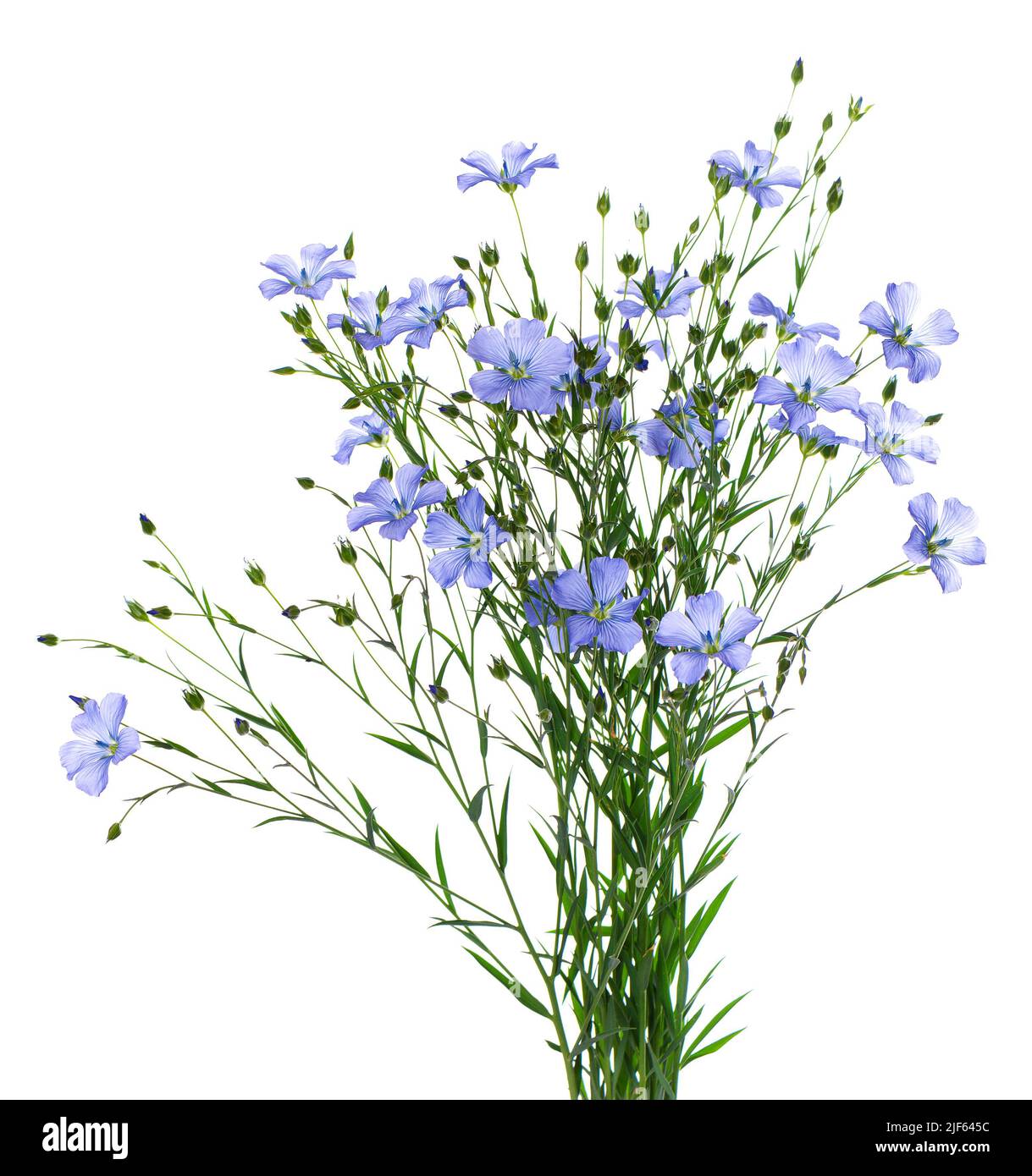 Flax flowers isolated on white background. Bouquet of blue common flax ...