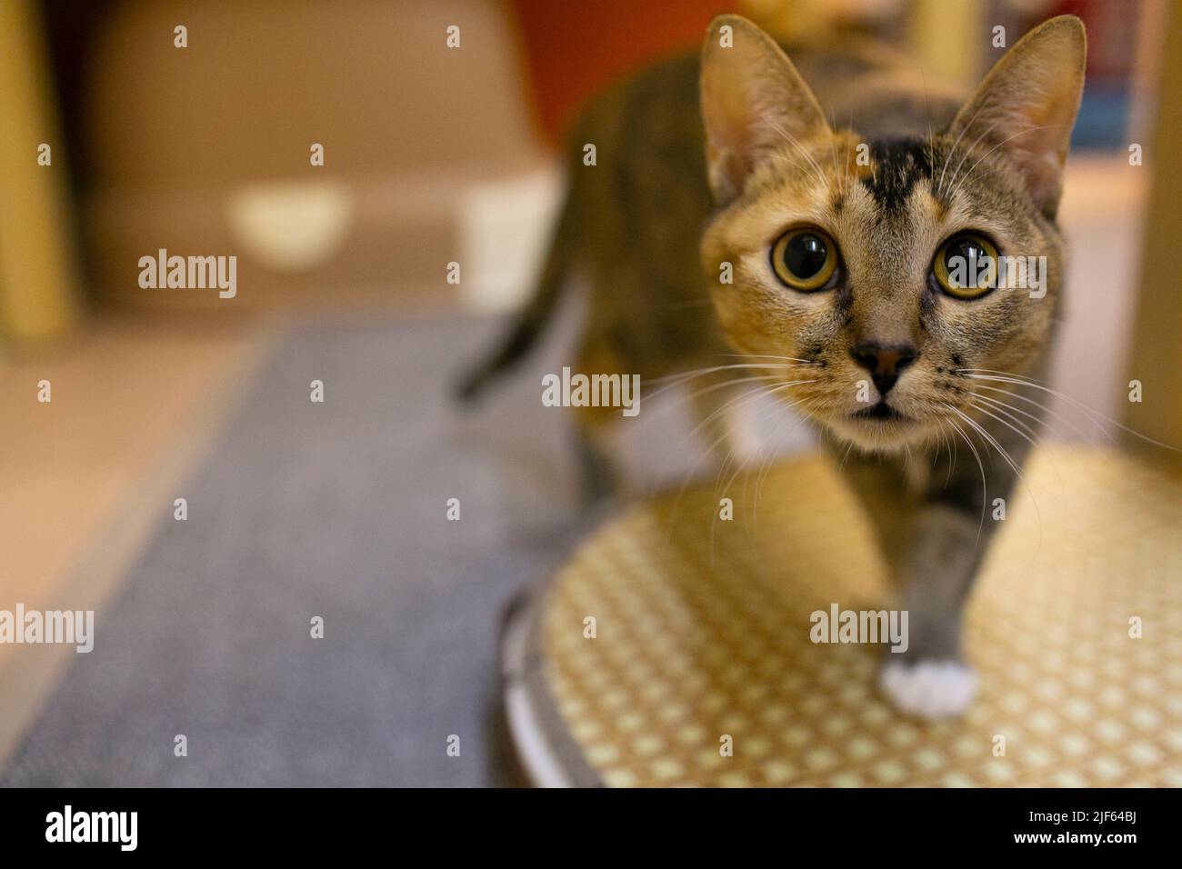 Think big cat hi-res stock photography and images - Alamy