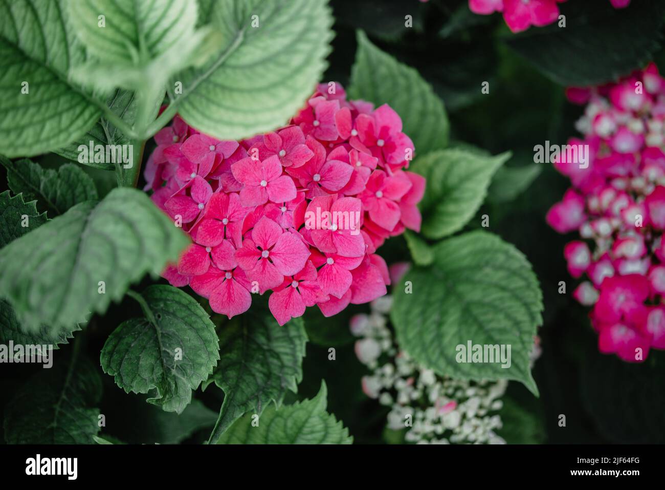 Vibrant fuchsia pink flowers of hydrangea Stock Photo - Alamy