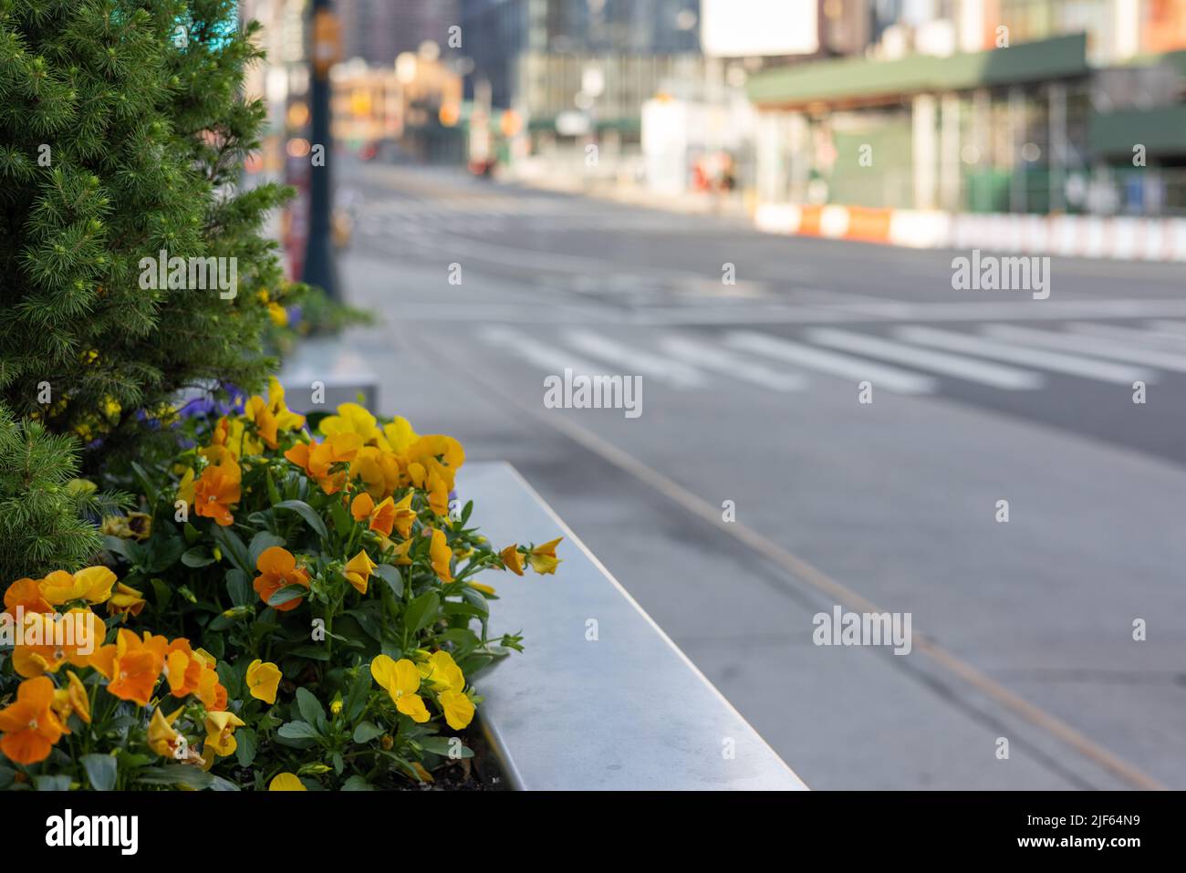 The orange flowers and green fern adjoining an empty road with ...