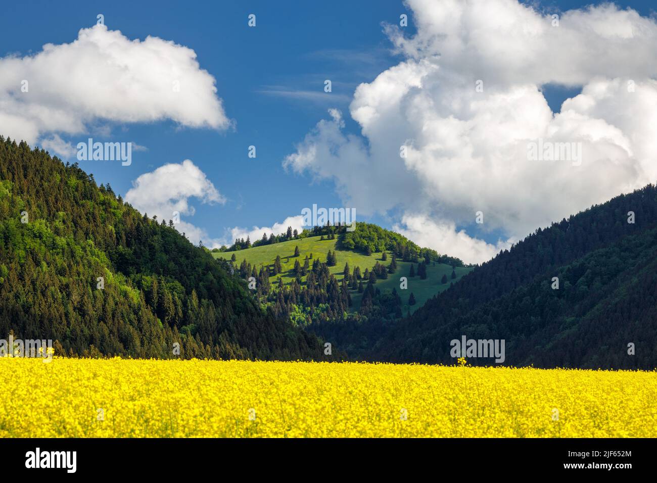 Spring landscape with fields of oilseed rape. Hills and blue sky with ...