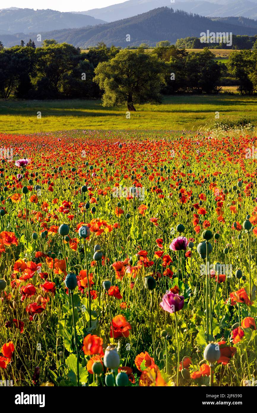 Field of blooming red poppy flowers with trees and mountains in the ...