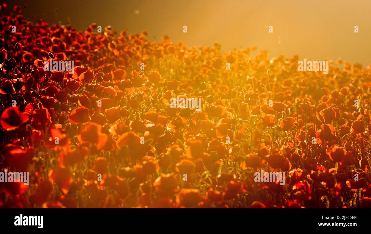 Field of blooming red poppy flowers in backlight Stock Photo - Alamy
