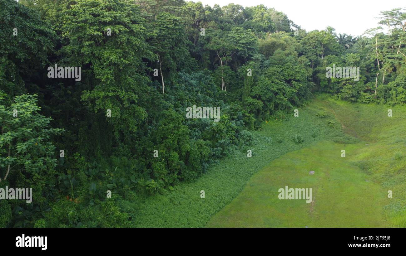 A bird's-eye view of a narrow field surrounded by dense forest Stock ...