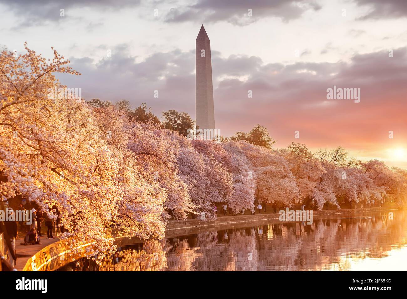 Washington Monument during the Cherry Blossom Festival. Washington, D.C. in USA Stock Photo - Alamy