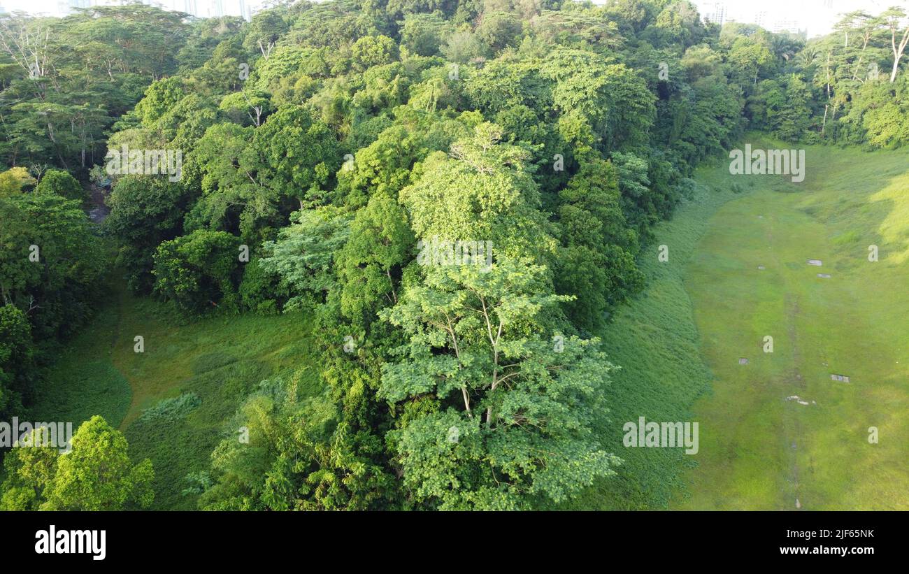 A bird's-eye view of a narrow field surrounded by dense forest Stock ...