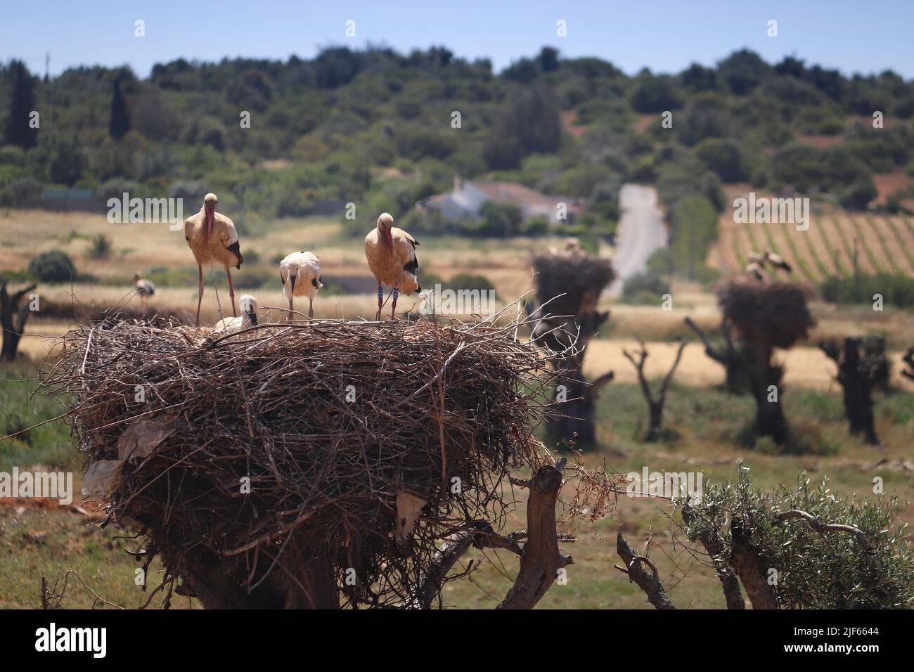 Stork nests of Algarve, Portugal. Nature of Portugal Stock Photo - Alamy