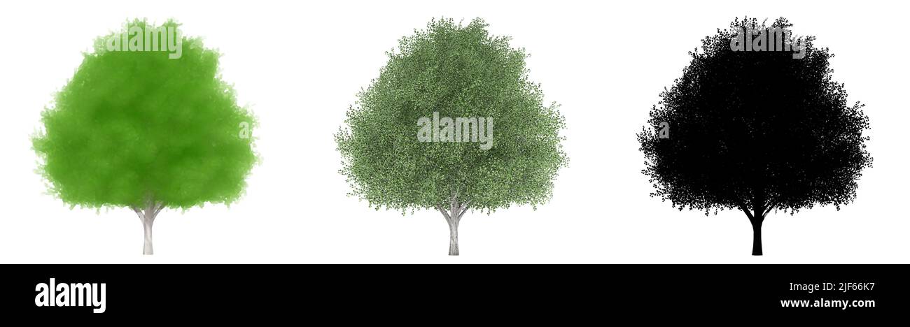 Silhouette leaf painted on Cut Out Stock Images & Pictures - Alamy