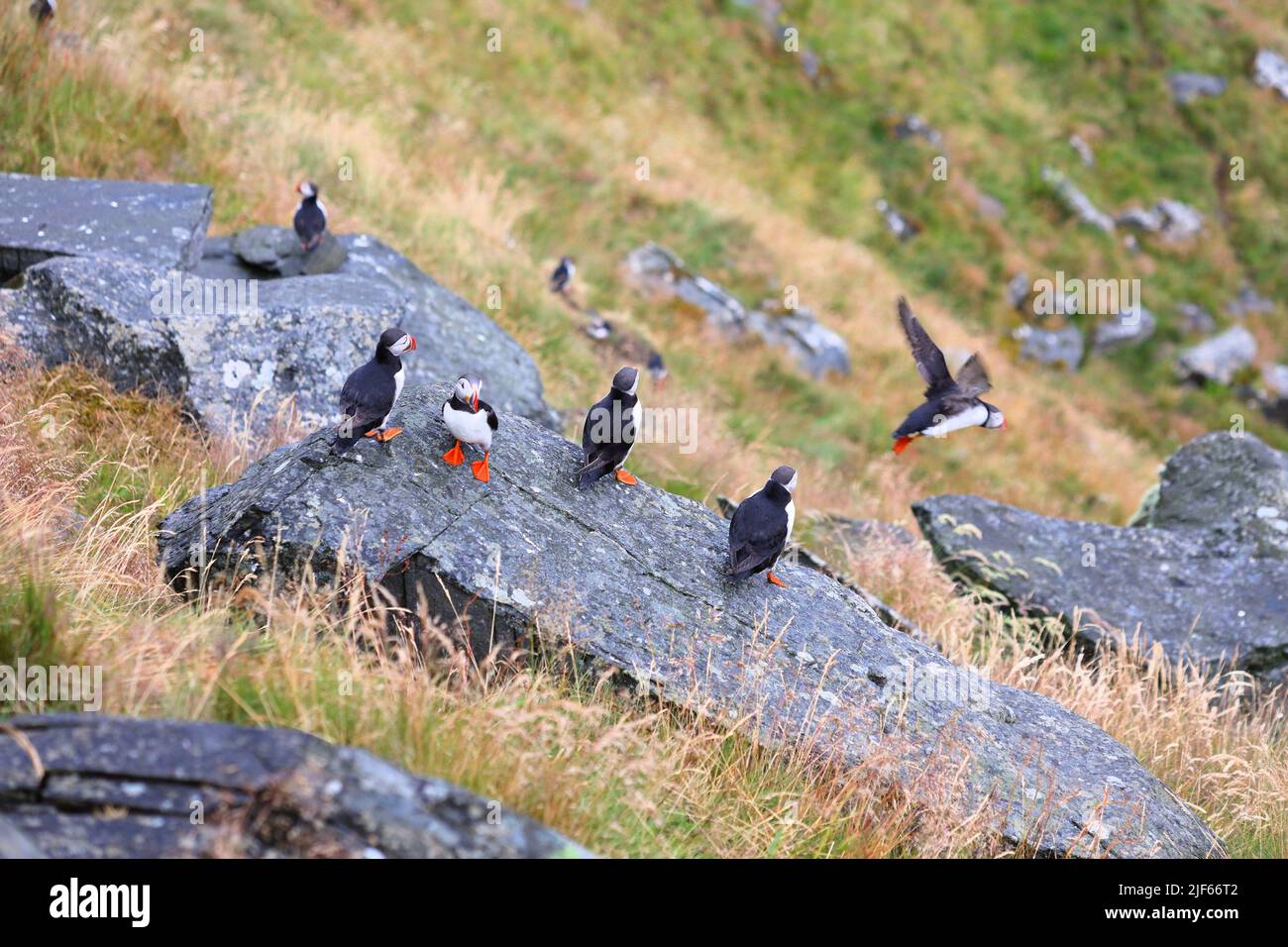 Puffin birds in Norway rainy weather. Birdwatching on island of Runde ...