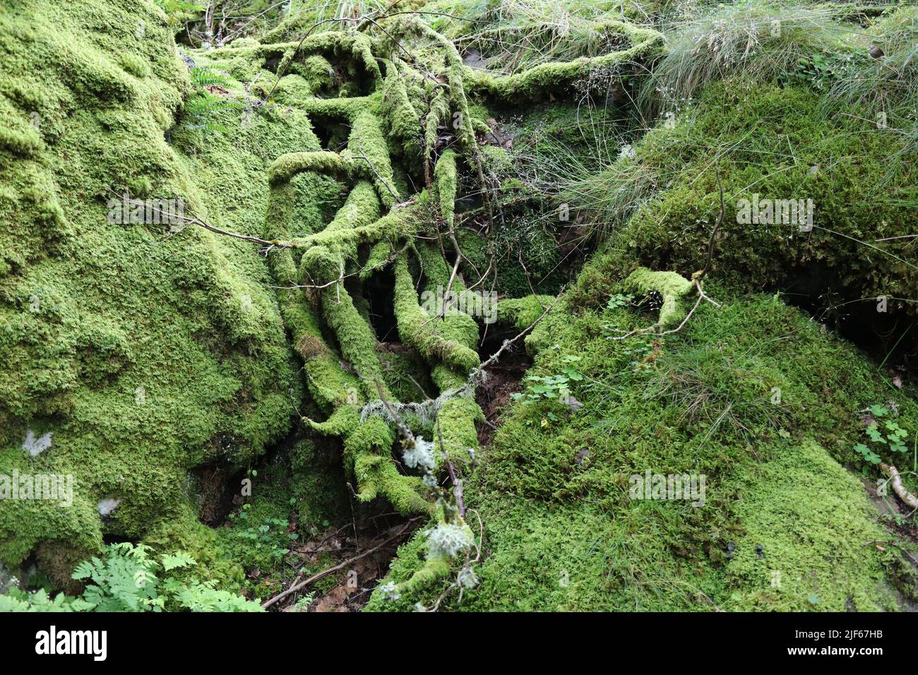 Green mossy forest background in Norway. Hiking trail nature in ...