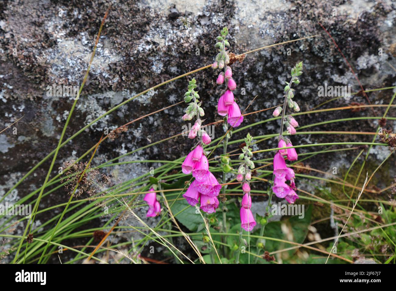 Norway nature. Common foxglove (Digitalis purpurea) flowers. Poisonous ...