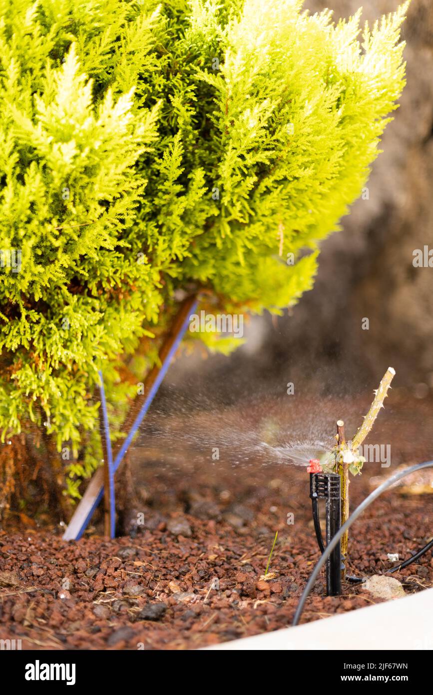 Irrigation system for watering plants spraying water. Automatic ...