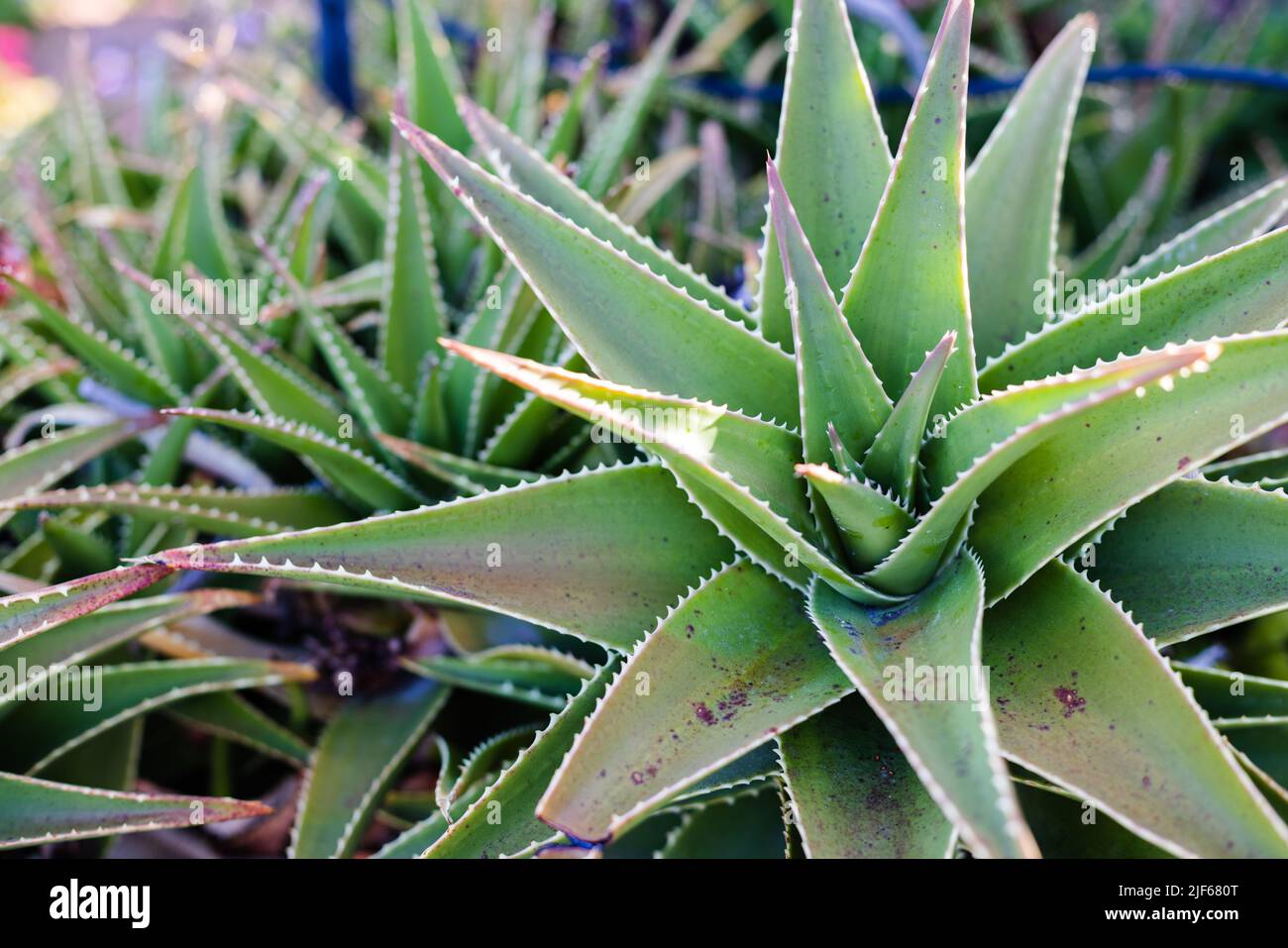 Aloe plants with stiff and thorny leaves Stock Photo - Alamy
