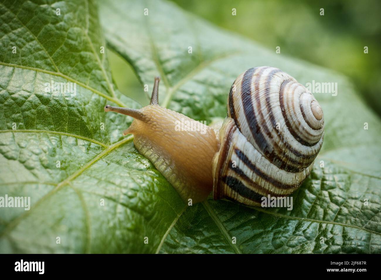 Close up view of snail hi-res stock photography and images - Alamy