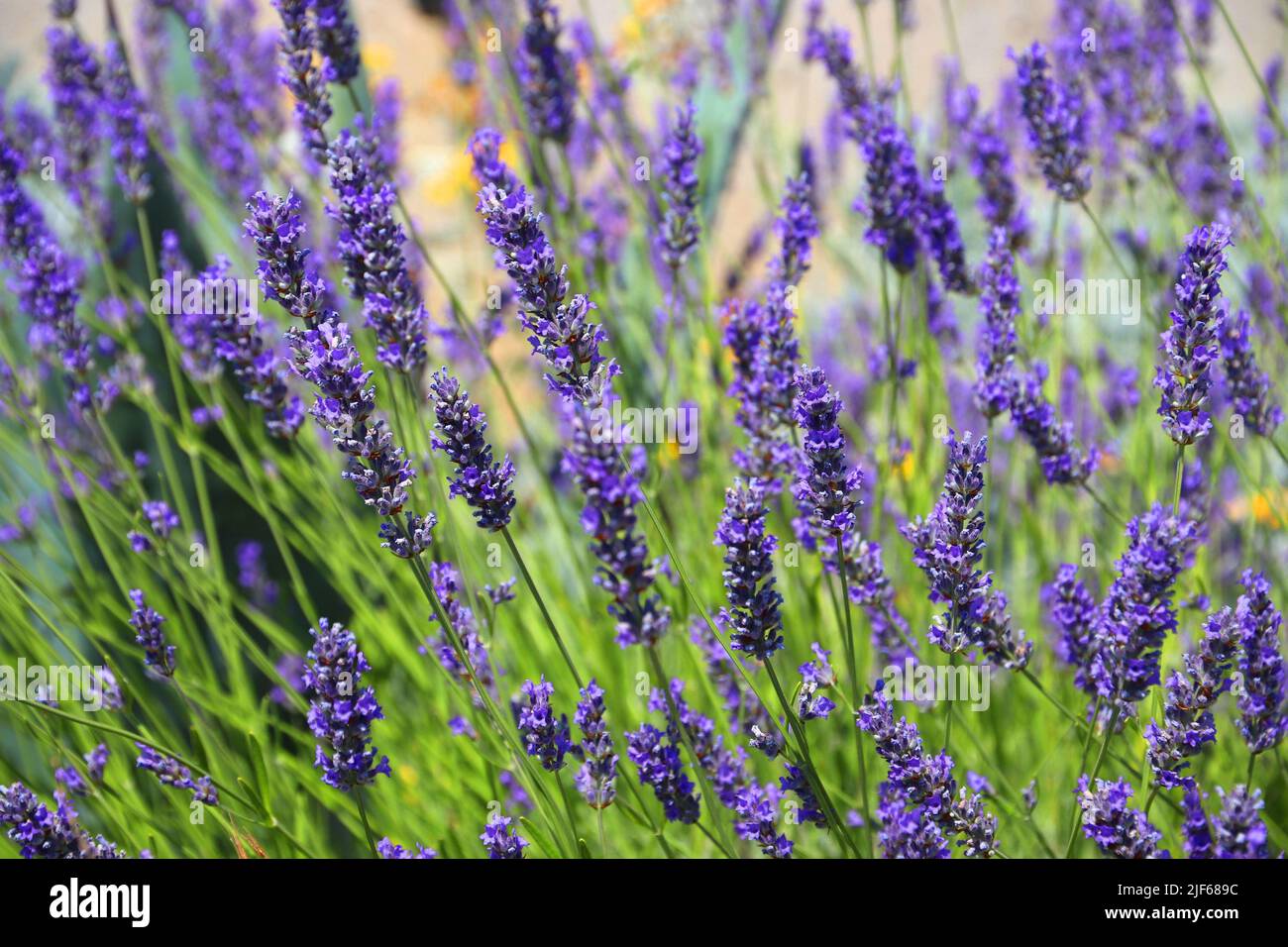 Lavender background. Perennial herb plant in Croatia Stock Photo - Alamy
