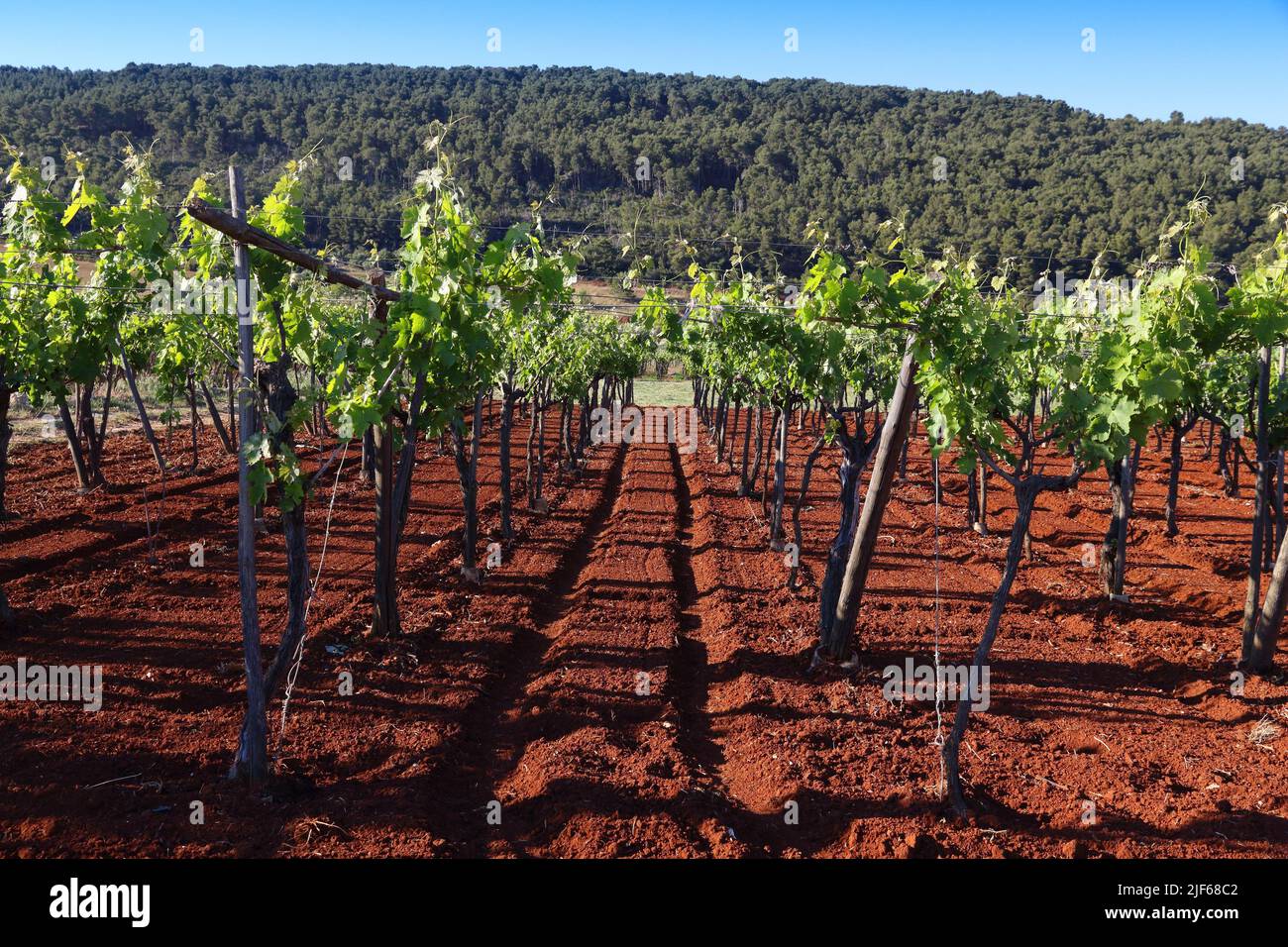 Puglia wine region hi-res stock photography and images - Alamy