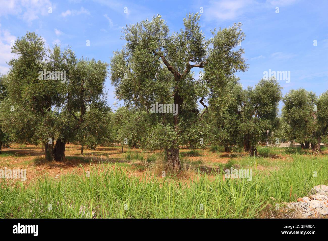 Apulia old olive trees - olive oil making region in Gargano peninsula ...
