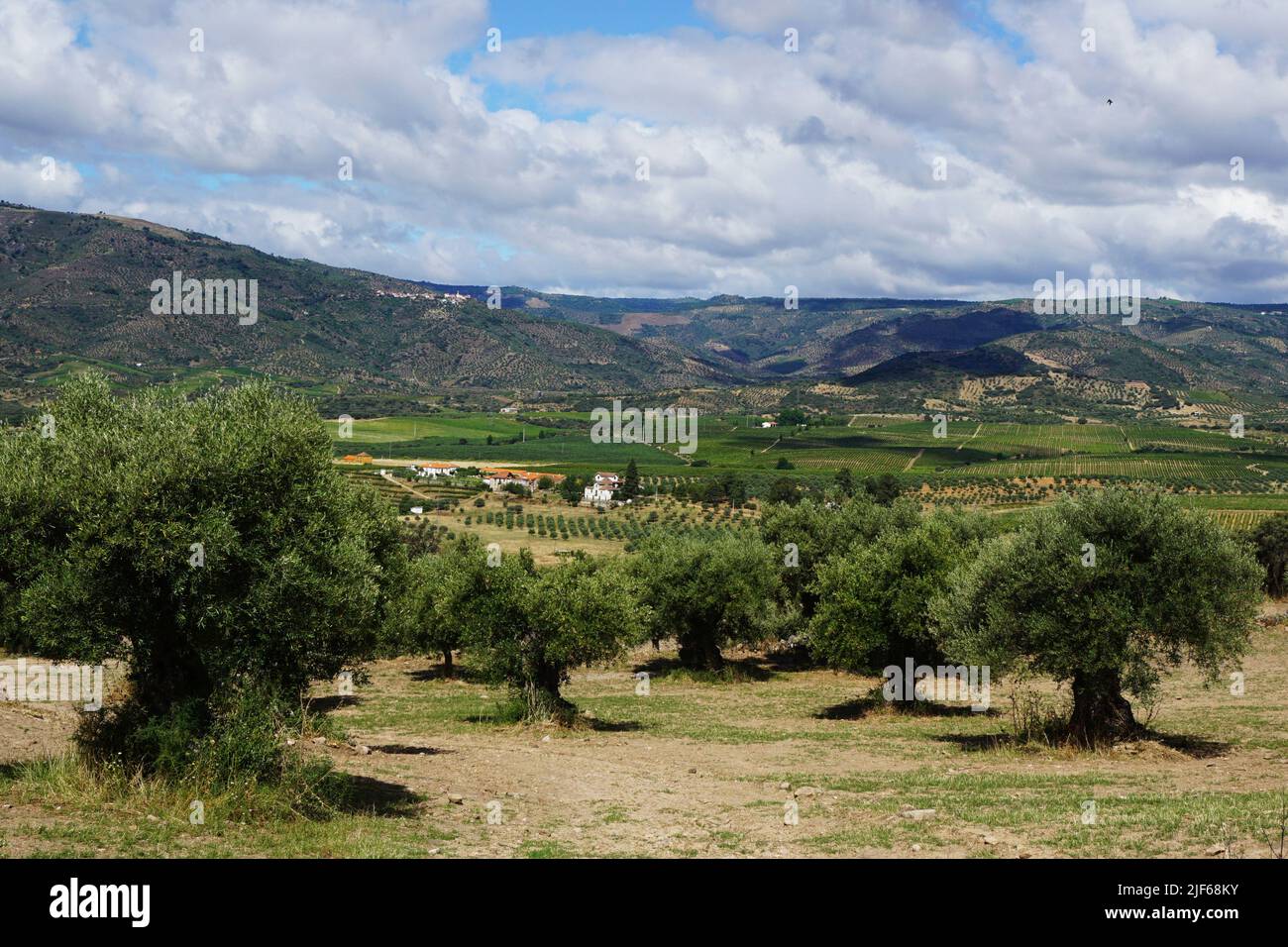 Olive groves douro hi-res stock photography and images - Alamy