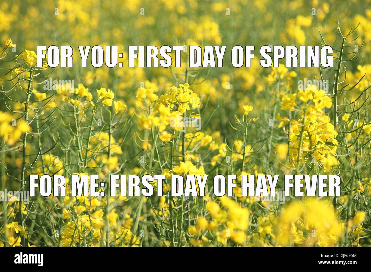 Allergy funny meme for social media sharing. Spring season allergic hay ...