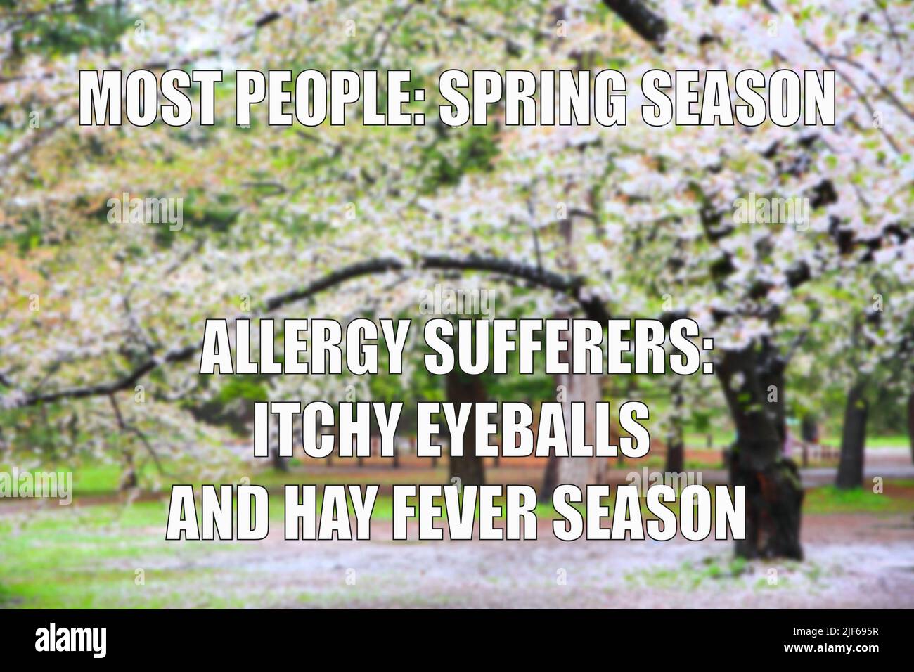Allergy funny meme for social media sharing. Spring season allergic hay ...
