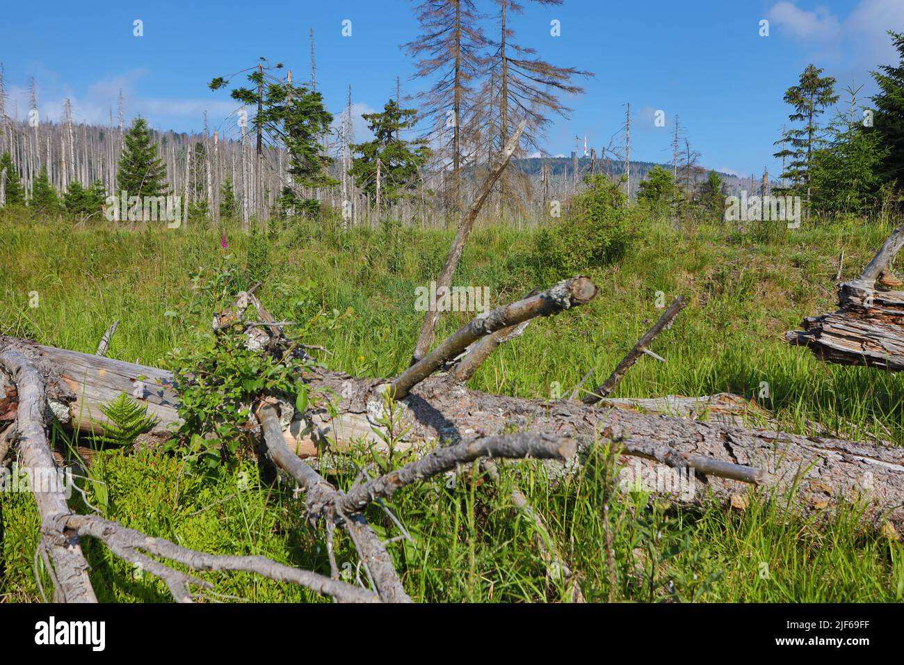 Hasselfelde, Germany. 30th June, 2022. Deadwood stands in the Brocken ...