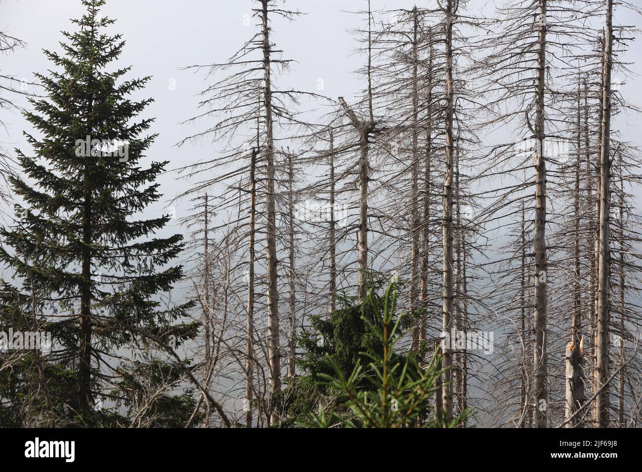 Hasselfelde, Germany. 30th June, 2022. Deadwood stands in the Brocken ...