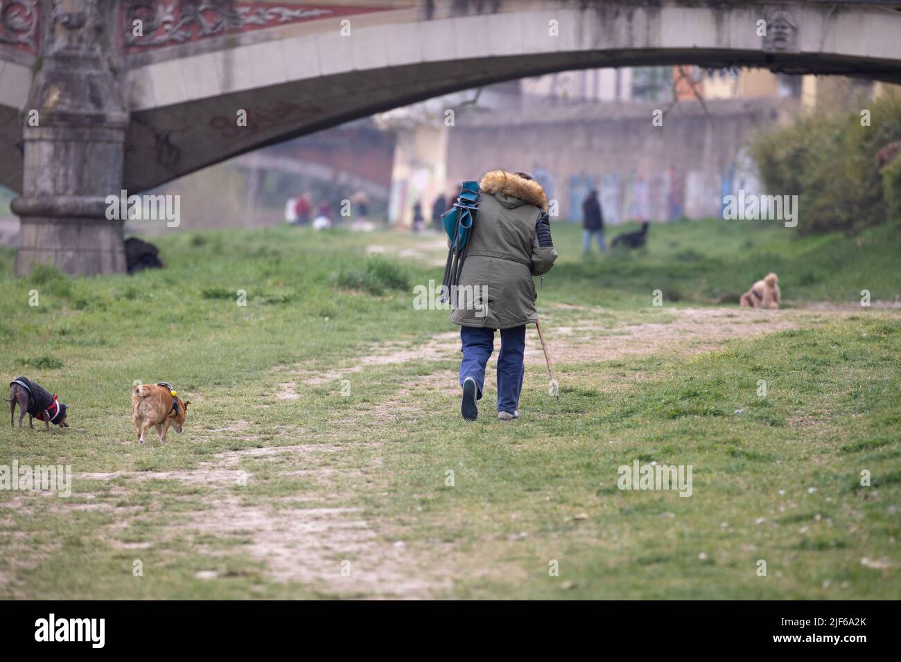 Man Walking with his Small Dogs and a Support Stick on a Country Road ...