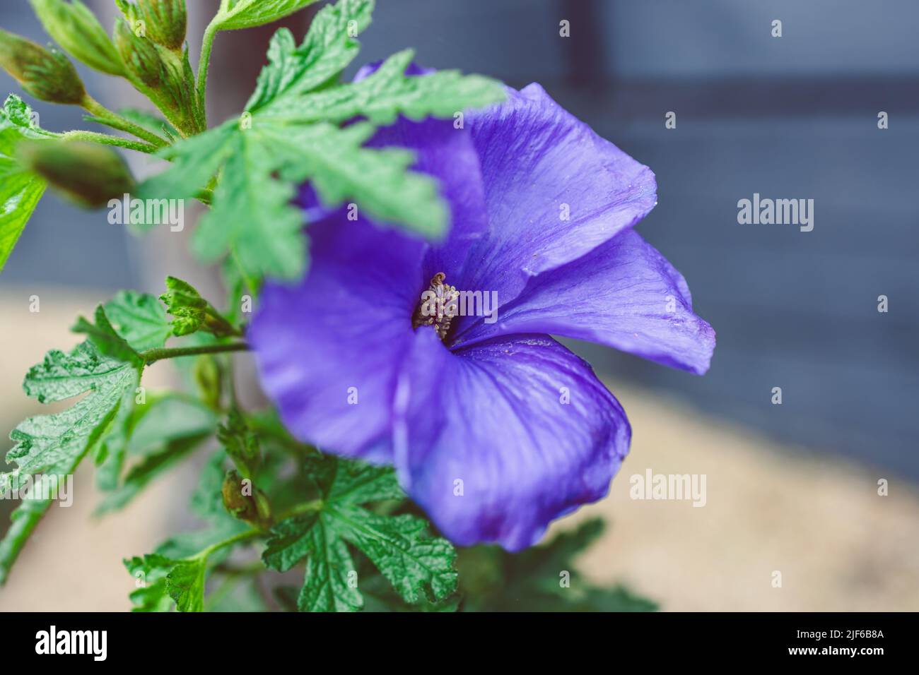 purple hibiscus plant next to dark backyard fence, close-up shot at ...