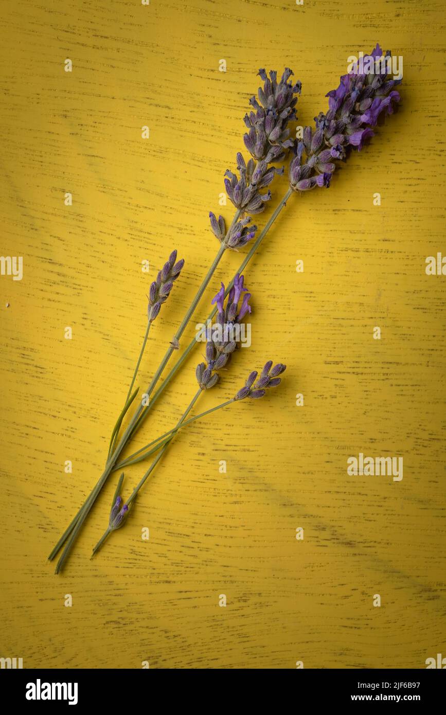 Modern lavender design hi-res stock photography and images - Alamy