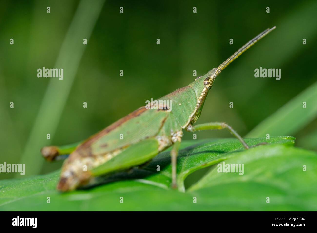 Chinese grasshopper hi-res stock photography and images - Alamy