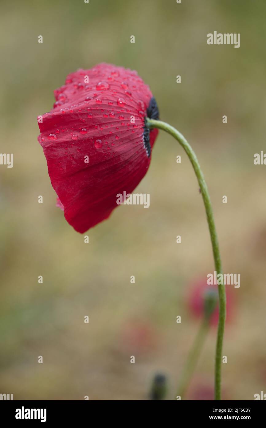 The color of the poppy plant is red, the background is green and ...