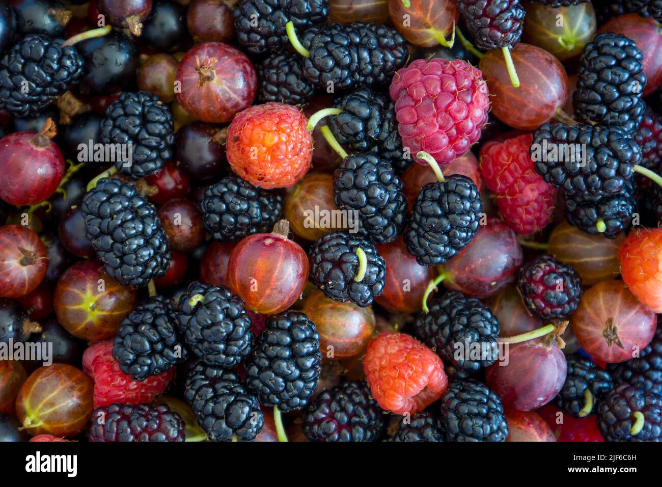Berries of raspberry, mulberry, gooseberry and currant Stock Photo - Alamy