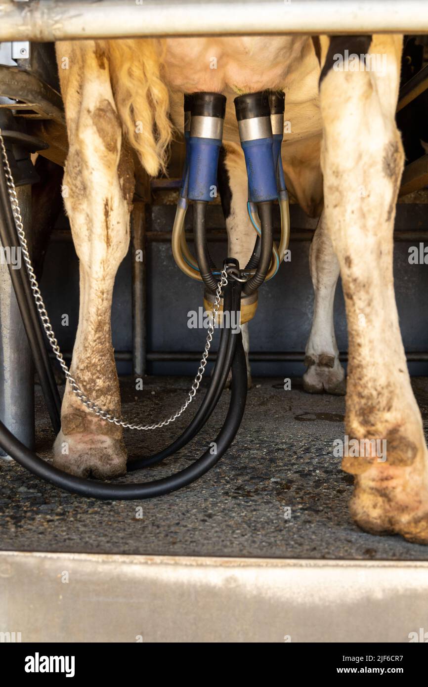 The cluster of an automatic milking machine attached to the udder of a ...