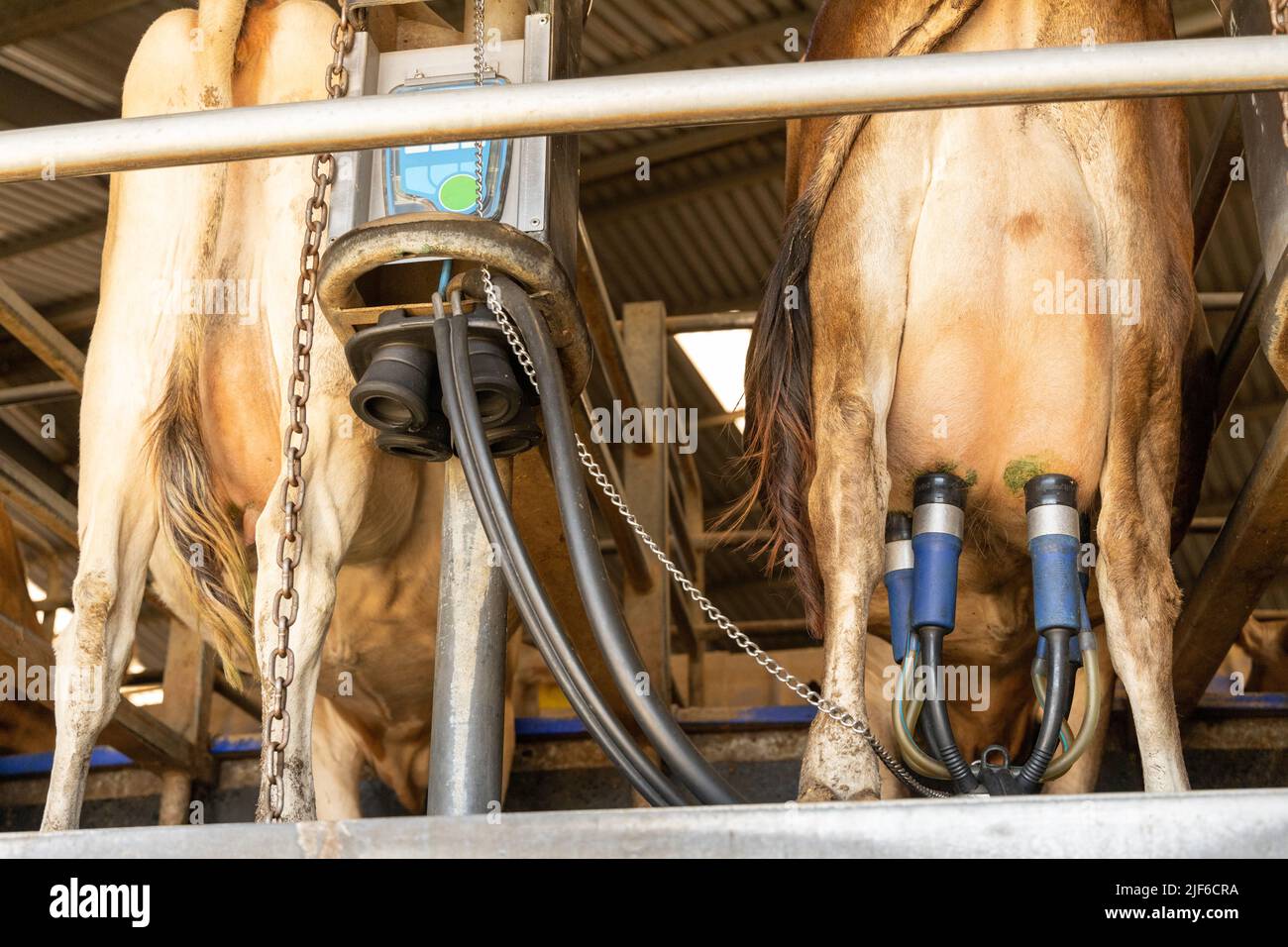 The cluster of an automatic milking machine attached to the udder of a ...