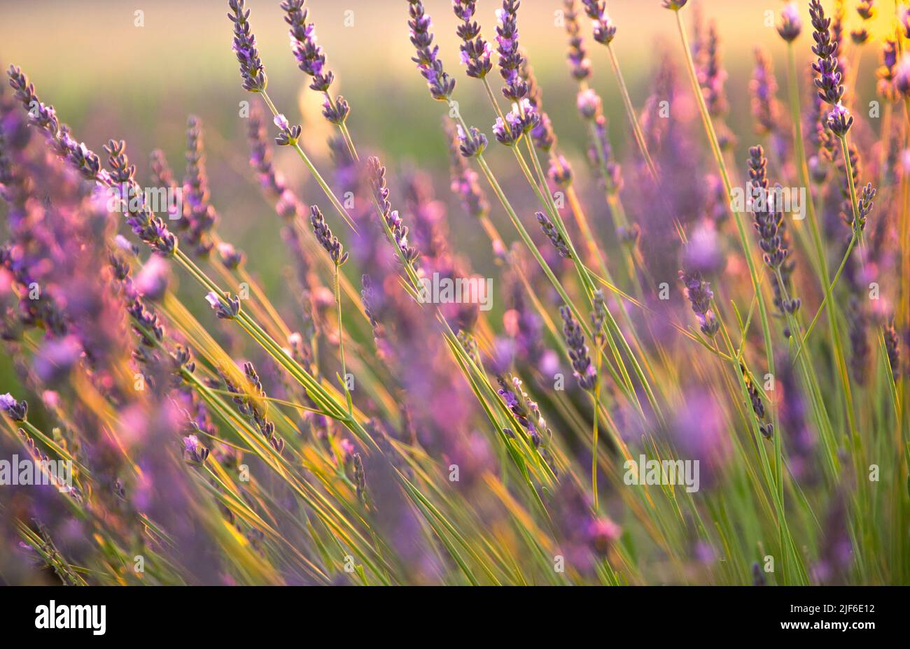 lavender field in bloom with soft sunset light and blue sky background ...