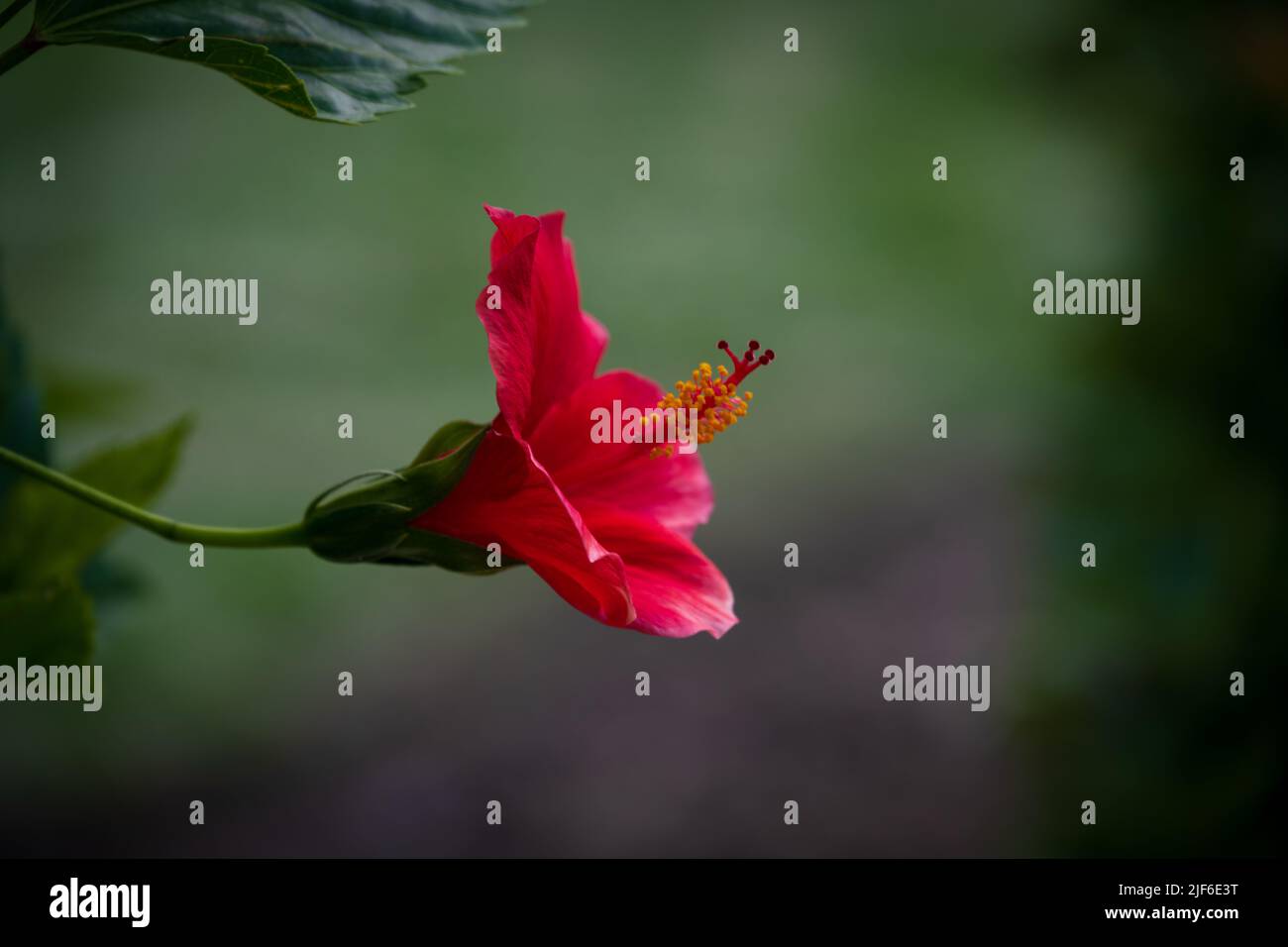 A closeup of a pink China rose (Hibiscus rosa-sinensis) growing on a ...