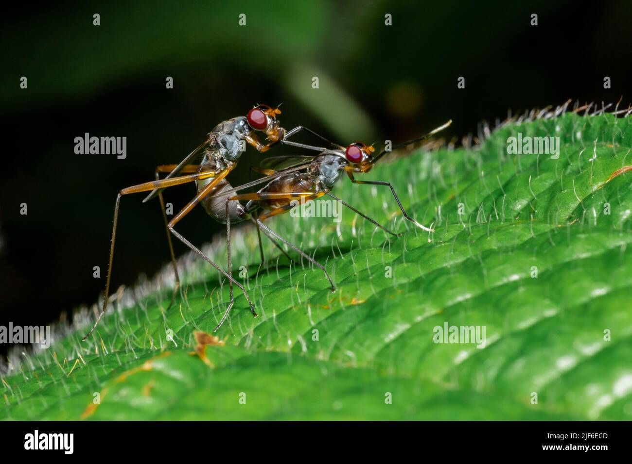 Macro photo of two insect animals in the wild. Nature macro photos ...
