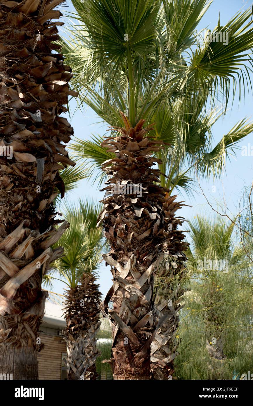Big palm trees, palm branches on a background of the sky in the tropics ...