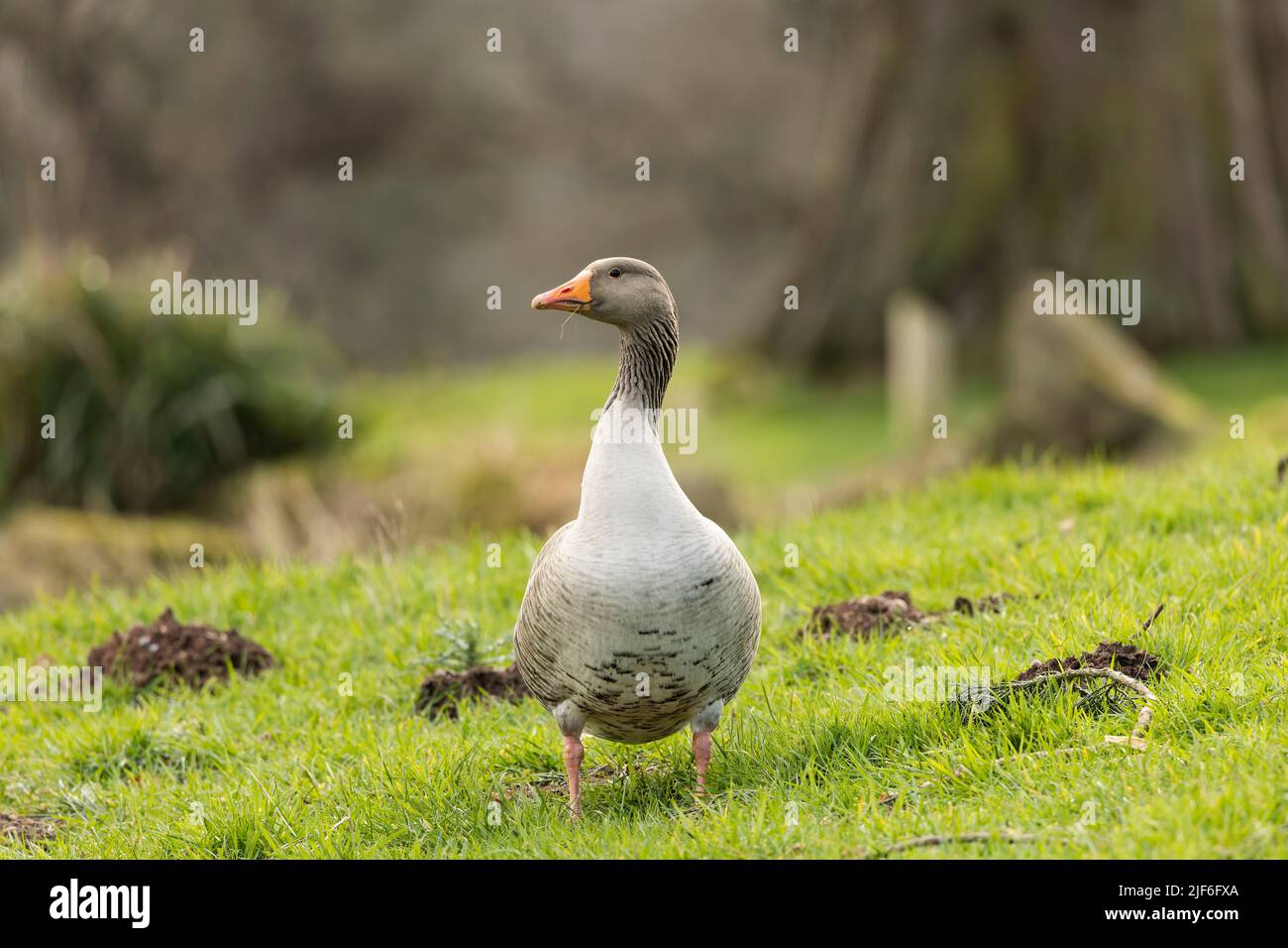 Grey Lag Goose anser anser being alert on a meadow standing facing ...